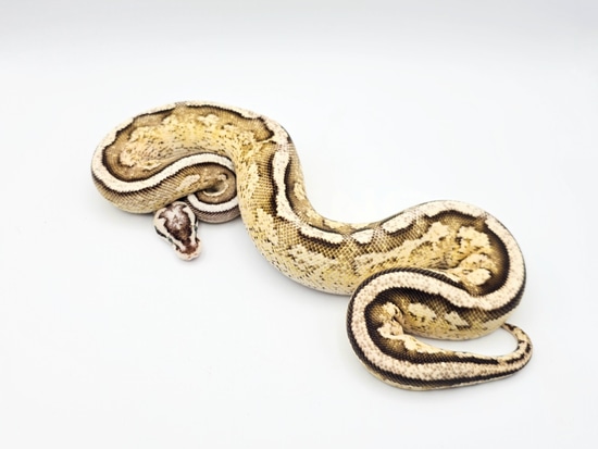 Pastel Super Stripe Ball Python by Steve's Morphs