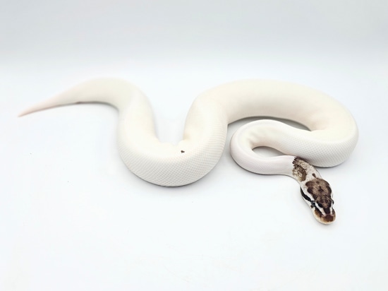 TSK Axanthic Pied (Leopard Fire) Ball Python by Steve's Morphs