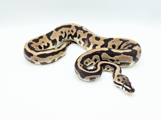Leopard Fire TSK Axanthic Het Pied Ball Python by Steve's Morphs