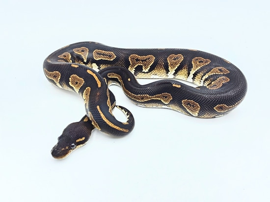 Super Black Head Ball Python by Steve's Morphs