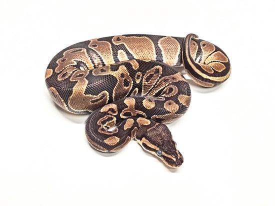 Het Sunset Ball Python by Steve's Morphs