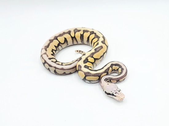 Redhead Spotnose Enchi Super Pastel Hypo Ball Python by Steve's Morphs