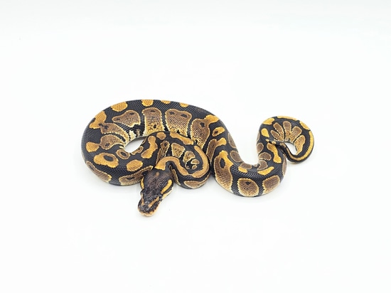 Het Zebra Ball Python by Steve's Morphs