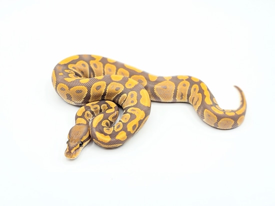 Chocolate Ultramel Hypo Ball Python by Steve's Morphs