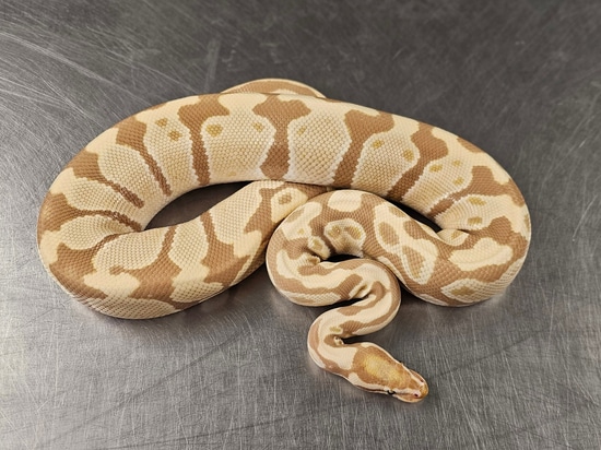 Candy Het Pied Ball Python by Steve's Morphs
