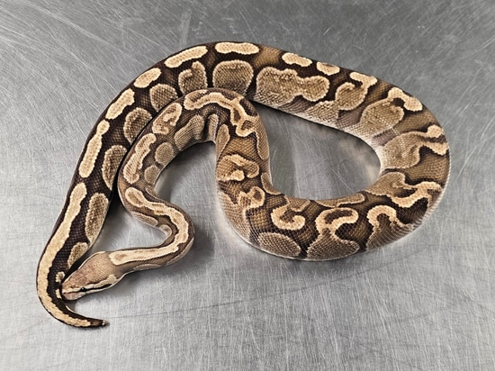 GHI Fire Ball Python by Steve's Morphs