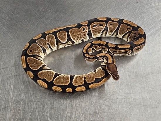 DH G-stripe Desert Ghost PH Cryptic Ball Python by Steve's Morphs
