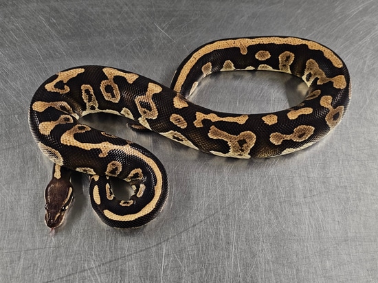 Acid Mojave Het Ultramel Ball Python by Steve's Morphs