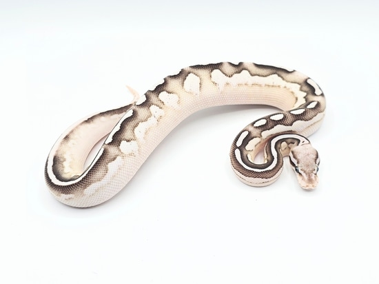 Firefly Lesser Calico TSK Axanthic Ball Python by Steve's Morphs