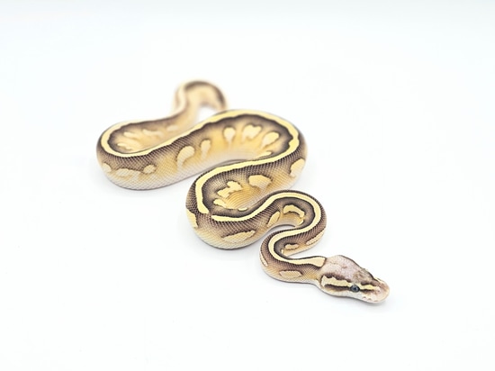 Fire Lesser Calico Het TSK Axanthic Ball Python by Steve's Morphs
