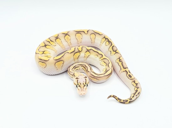 Firefly Lesser Calico Het TSK Axanthic Ball Python by Steve's Morphs