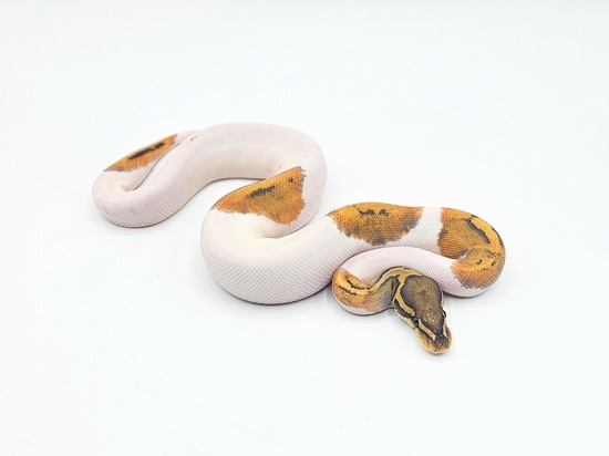 Hypo Pied Het Ultramel Ball Python by Steve's Morphs