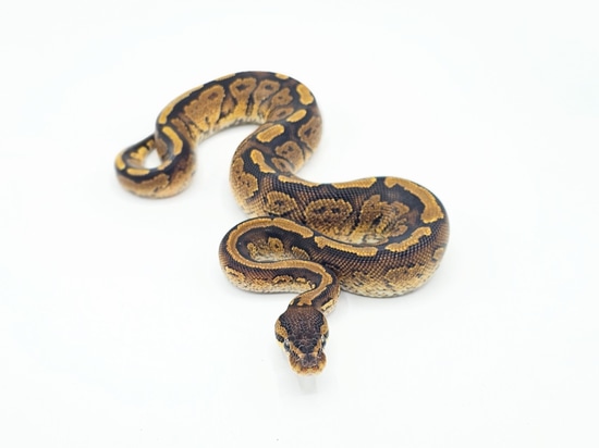 Paint Ball Python by Steve's Morphs