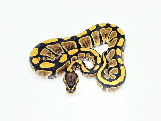 DH Puzzle Hypo PH Ultramel Ball Python by Steve's Morphs