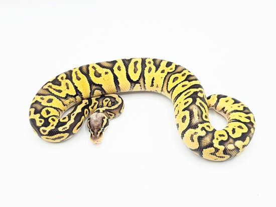 Super Pastel DH Zebra Desert Ghost Ball Python by Steve's Morphs