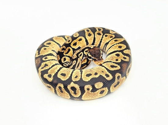 Pastel DH Zebra Desert Ghost Ball Python by Steve's Morphs