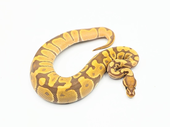 Ultramel Het Zebra Ball Python by Steve's Morphs