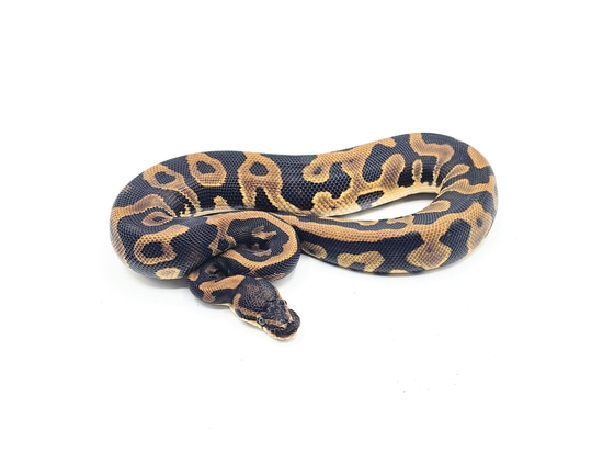 Leopard DH Sunset Clown Ball Python by Steve's Morphs