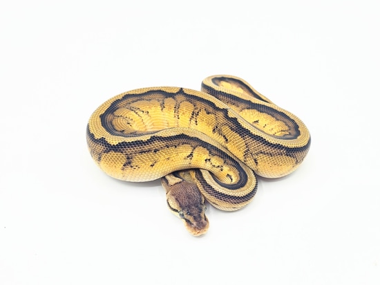 Pastel G-stripe Pos DH Desert Ghost Cryptic Ball Python by Steve's Morphs