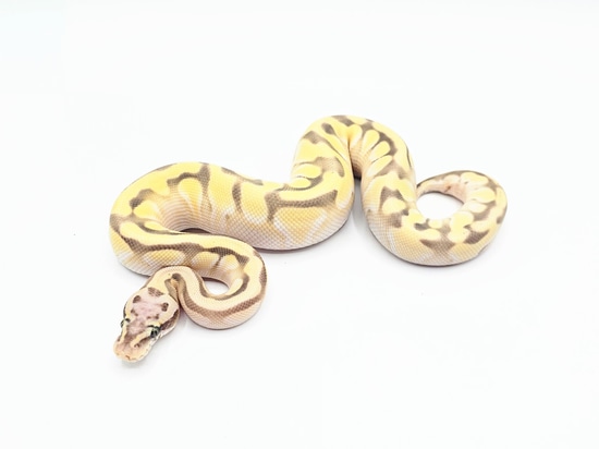 Pastel Butter Enchi Desert Ghost Ball Python by Steve's Morphs