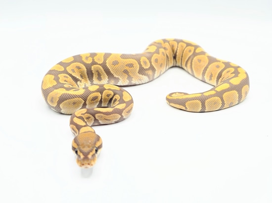 Chocolate Ultramel Hypo Ball Python by Steve's Morphs