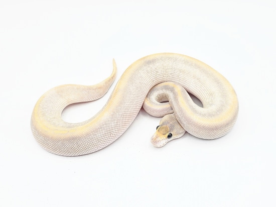 Mojave Champagne Hypo Ball Python by Steve's Morphs