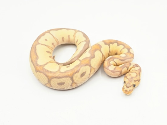 Banana Clown Ball Python by Steve's Morphs