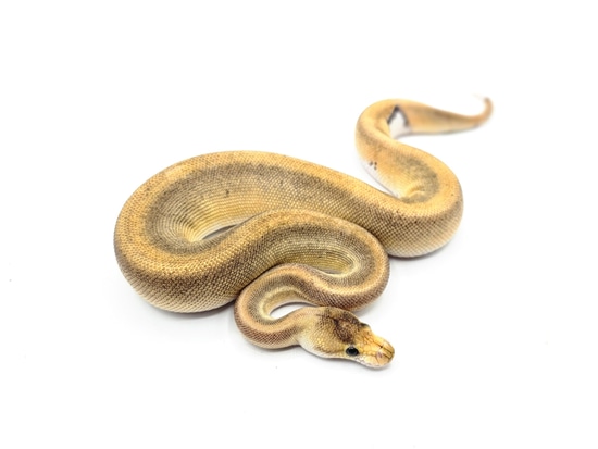 Cinnamon Champagne Ball Python by Steve's Morphs