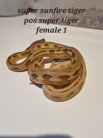 Super Sunfire Tiger Pos Super Tiger Reticulated Python by SnG reptiles