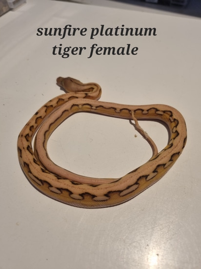 Sunfire Platinum Tiger Super Dwarf Retic Reticulated Python by SnG reptiles