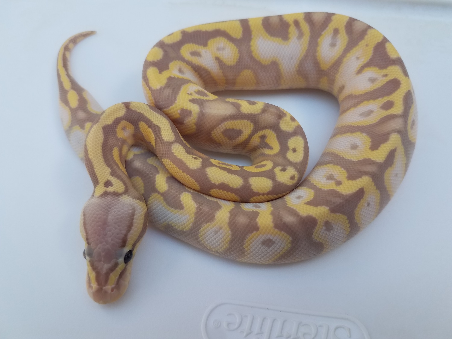 Banana Pastel Calico Ball Python by Steves Serpents - MorphMarket