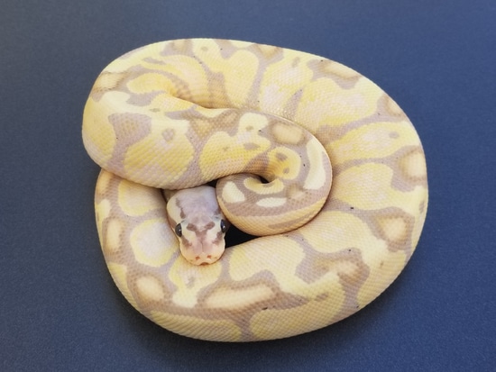 Banana Pastel Calico Vanilla Ball Python by Steves Serpents