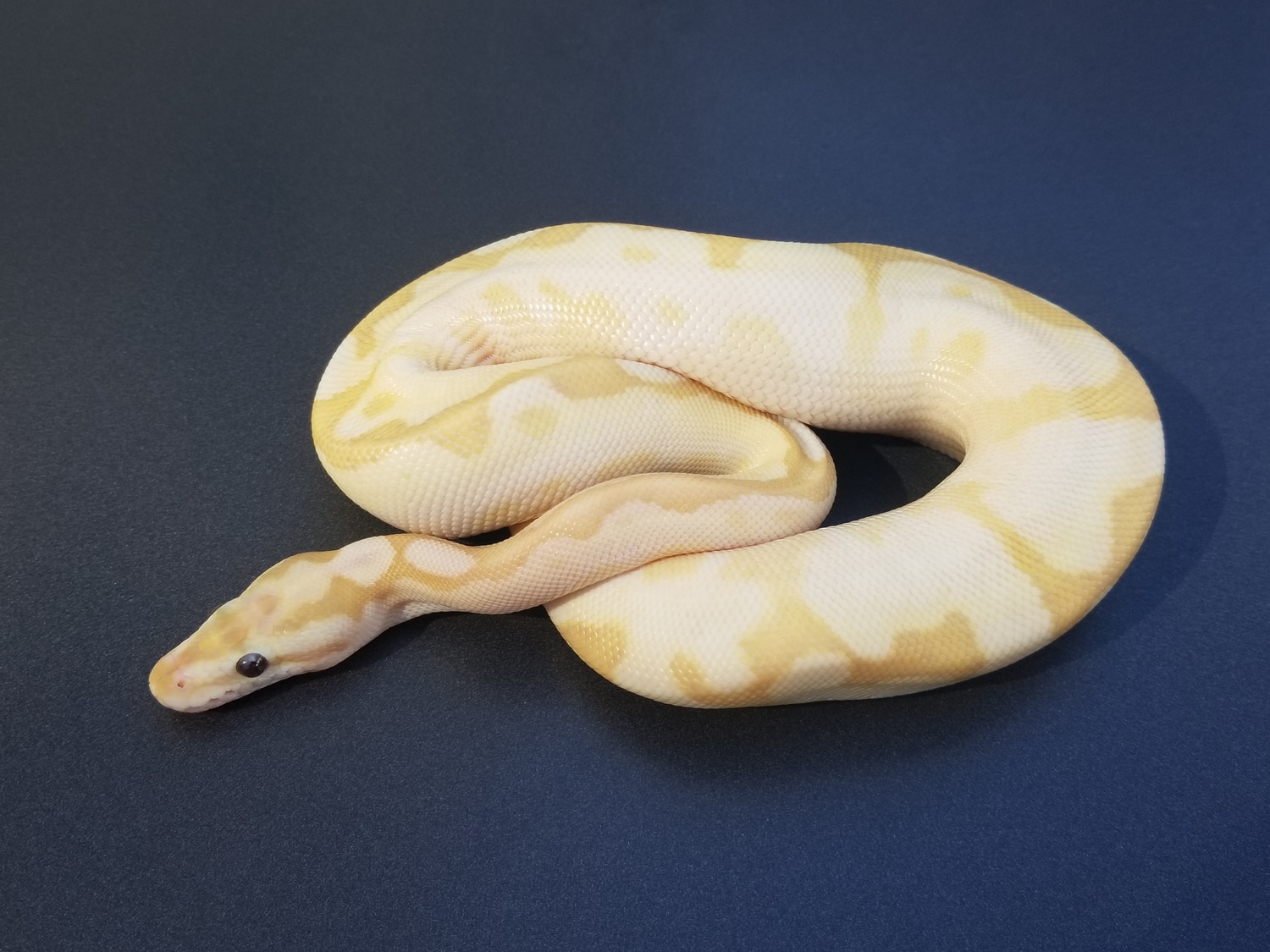 Banana Fire Calico Lesser Spider Ball Python by Steves Serpents ...