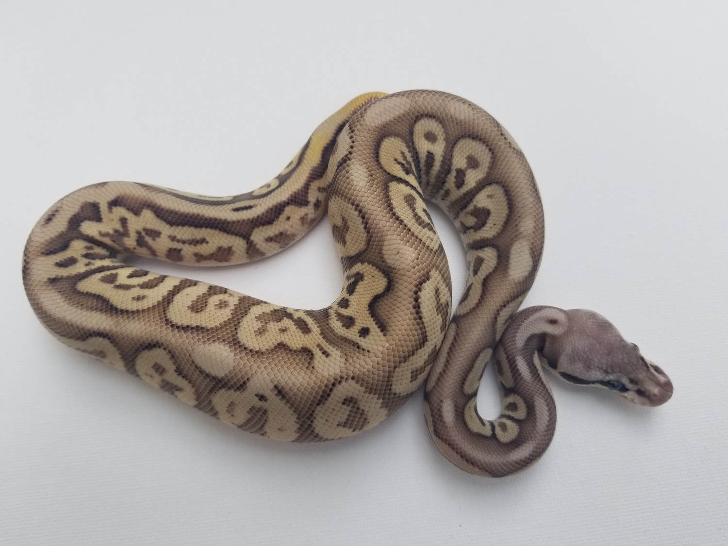 Leopard Black Pastel Mojave Pastel Spider Ball Python by Steves ...