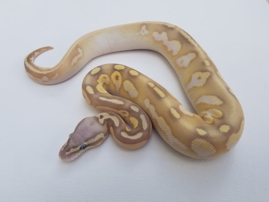 Banana Super Pastel Lesser Calico Ball Python by Steves Serpents