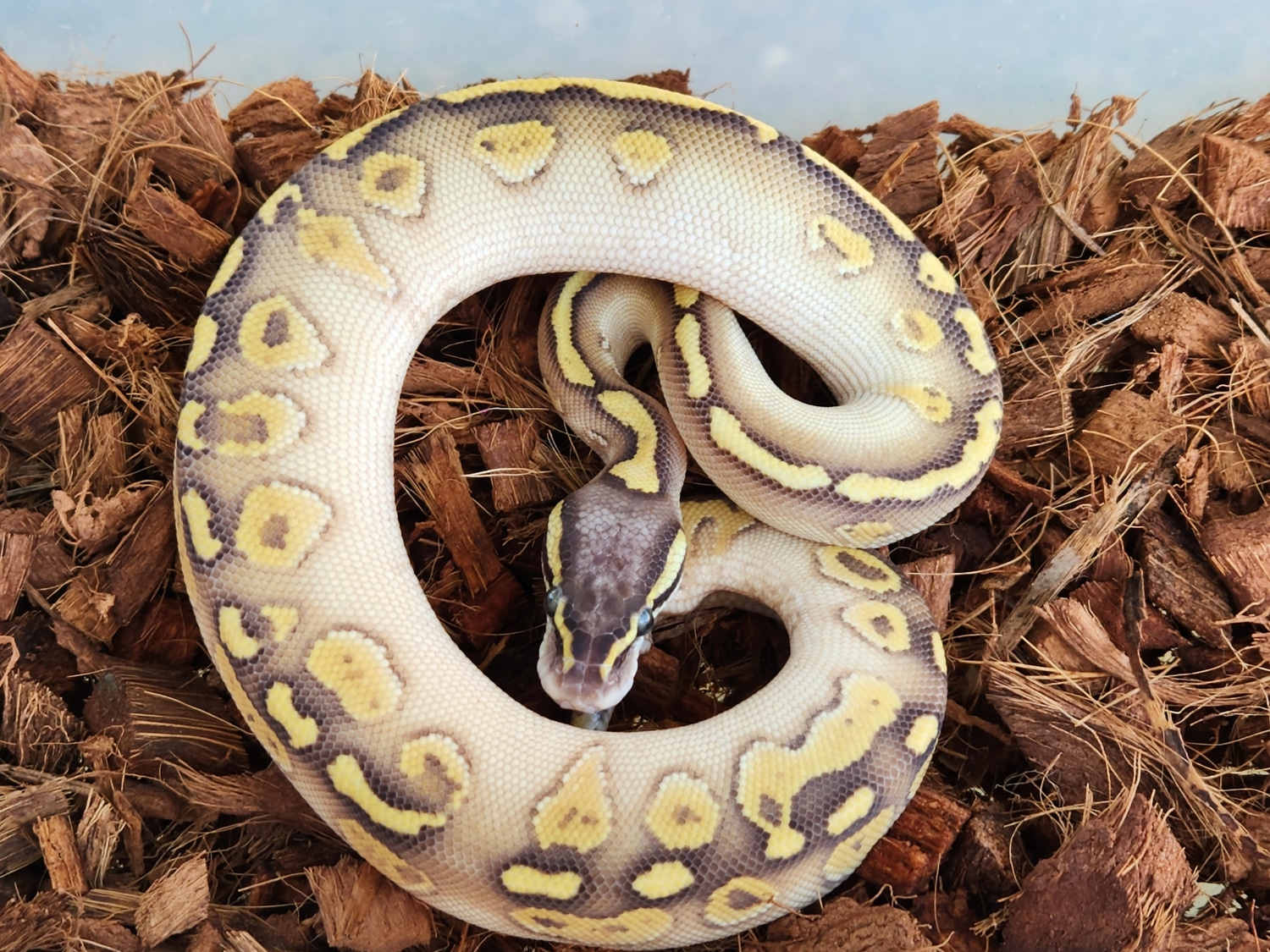 Paint Pastel Lesser Ball Python by Steves Serpents - MorphMarket