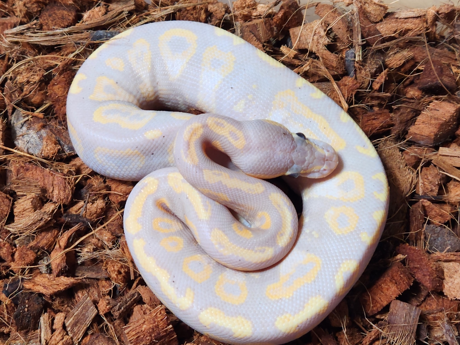 Banana Paint Ball Python by Steves Serpents - MorphMarket