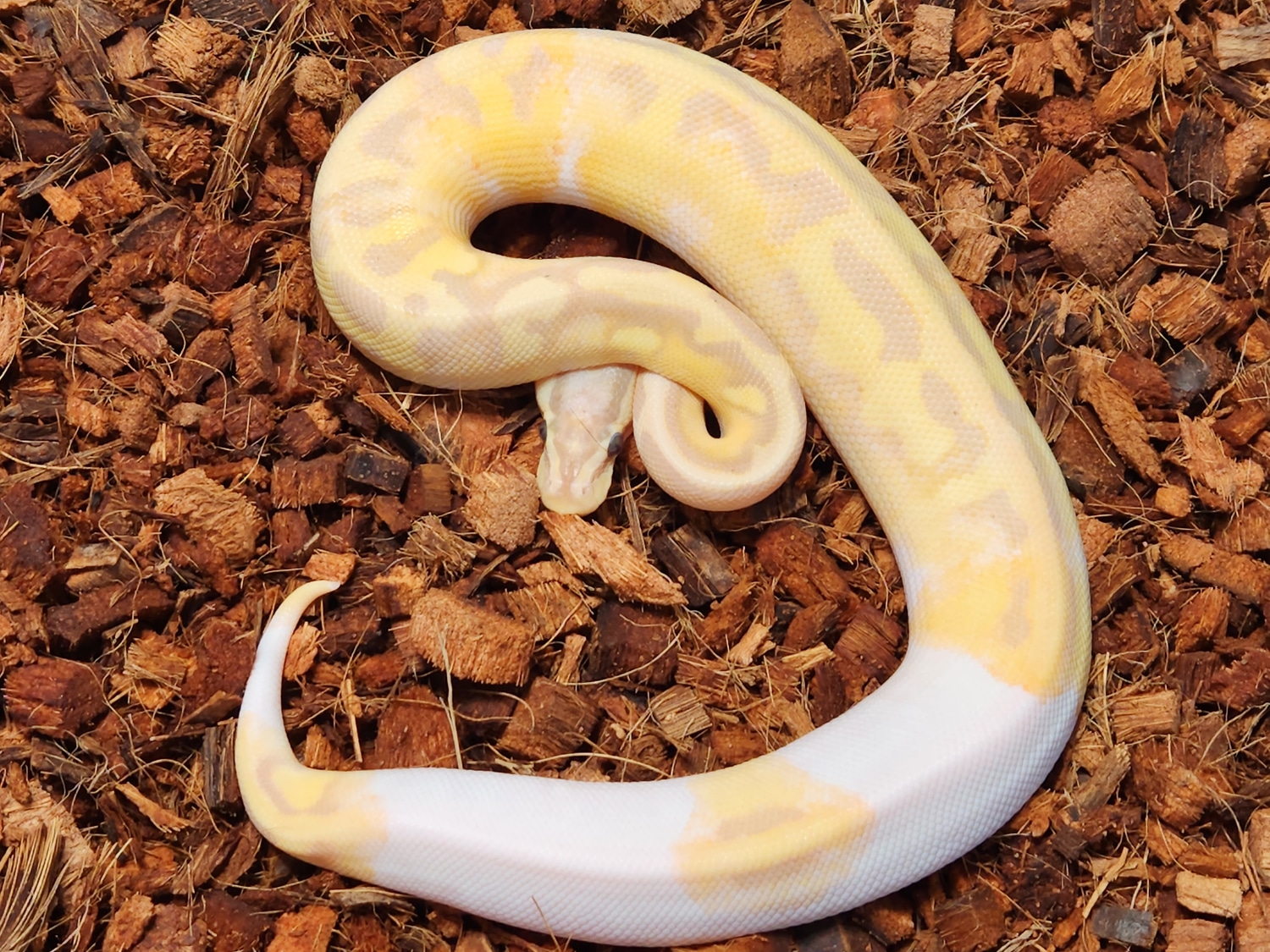 Banana Enchi Pastel Pied Ball Python by Steves Serpents - MorphMarket