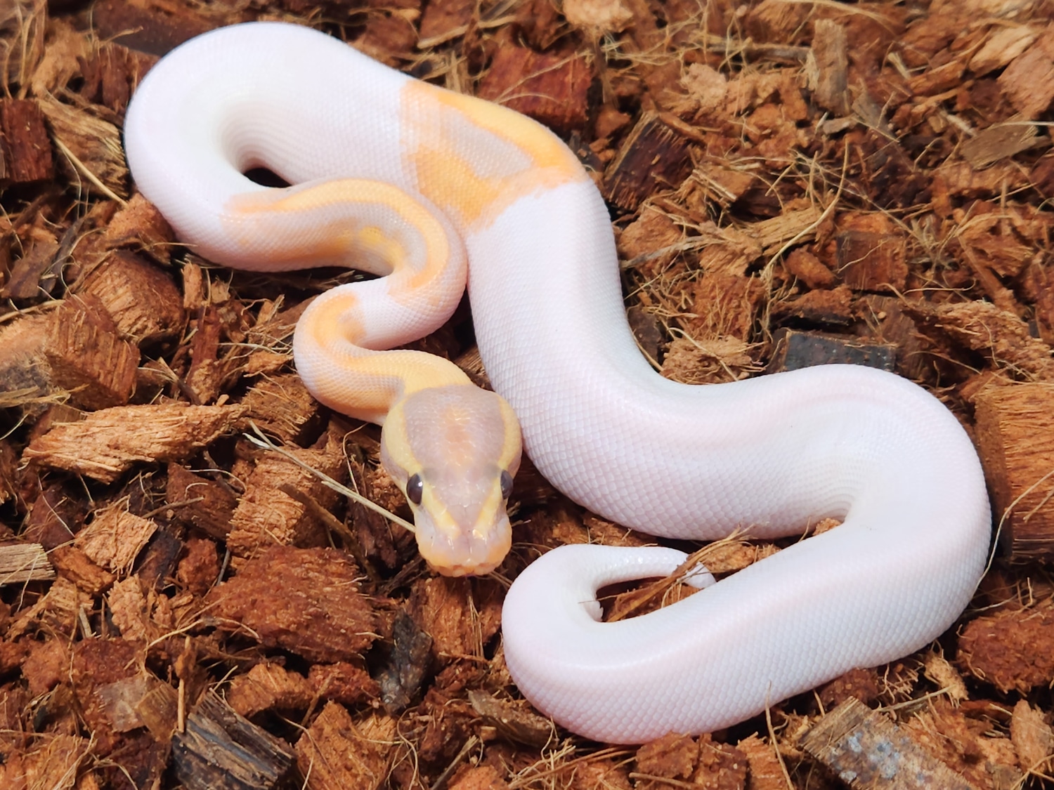 Banana Pied 50% Het Axanthic (VPI) Ball Python by Steves Serpents ...