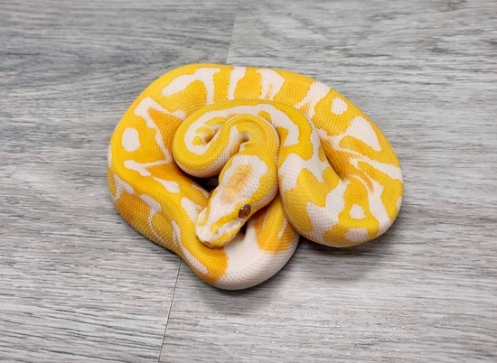 Dreamsicle (Very Low White) Ball Python by Extreme Pythons