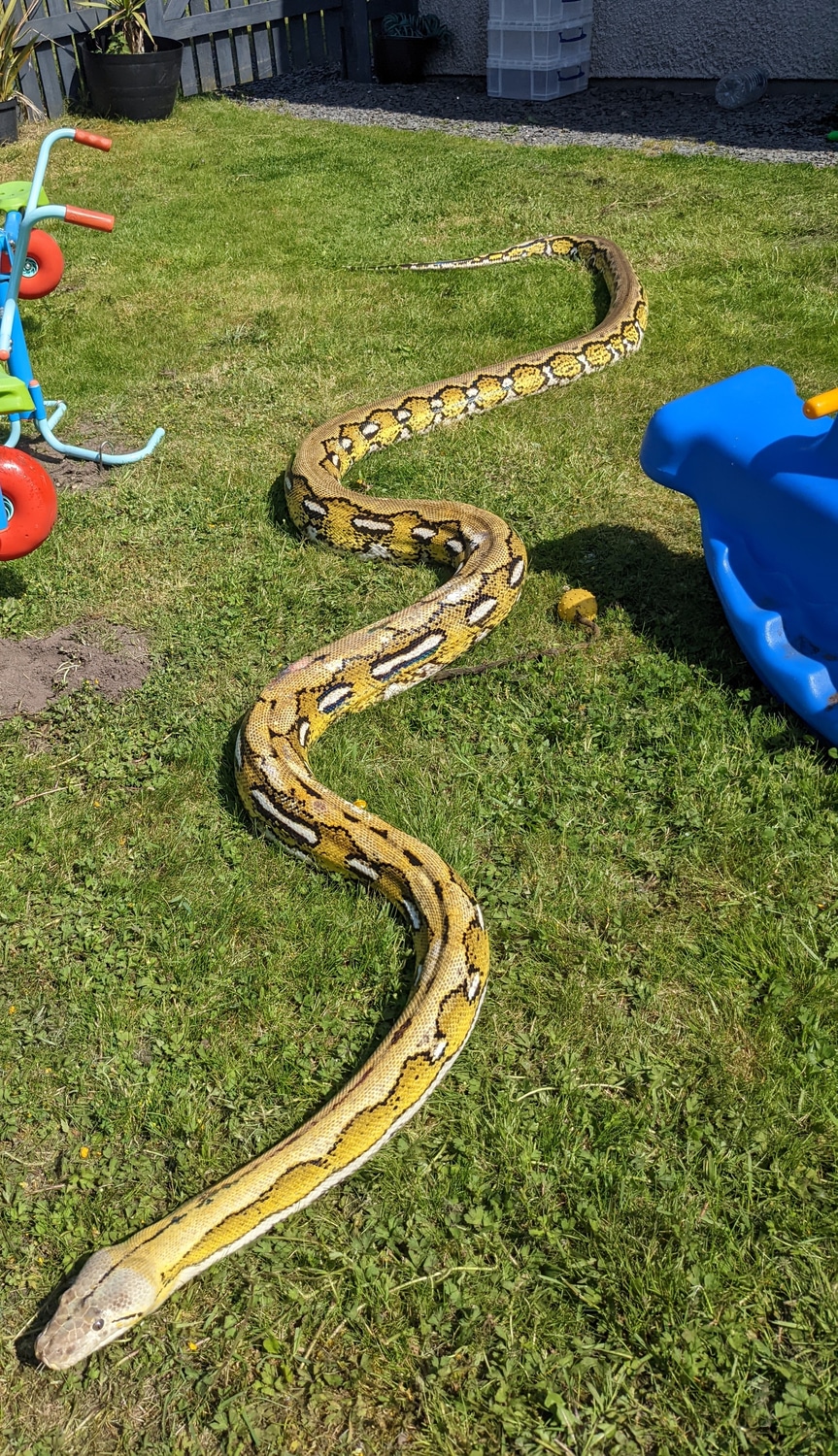 Reduced Must Go 17ft Platinum Tiger 100% Het Lucy Reticulated Python by ...