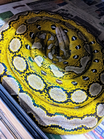 Reduced Must Go "Striking'' Citron Platinum 50% PHA Reticulated Python ...
