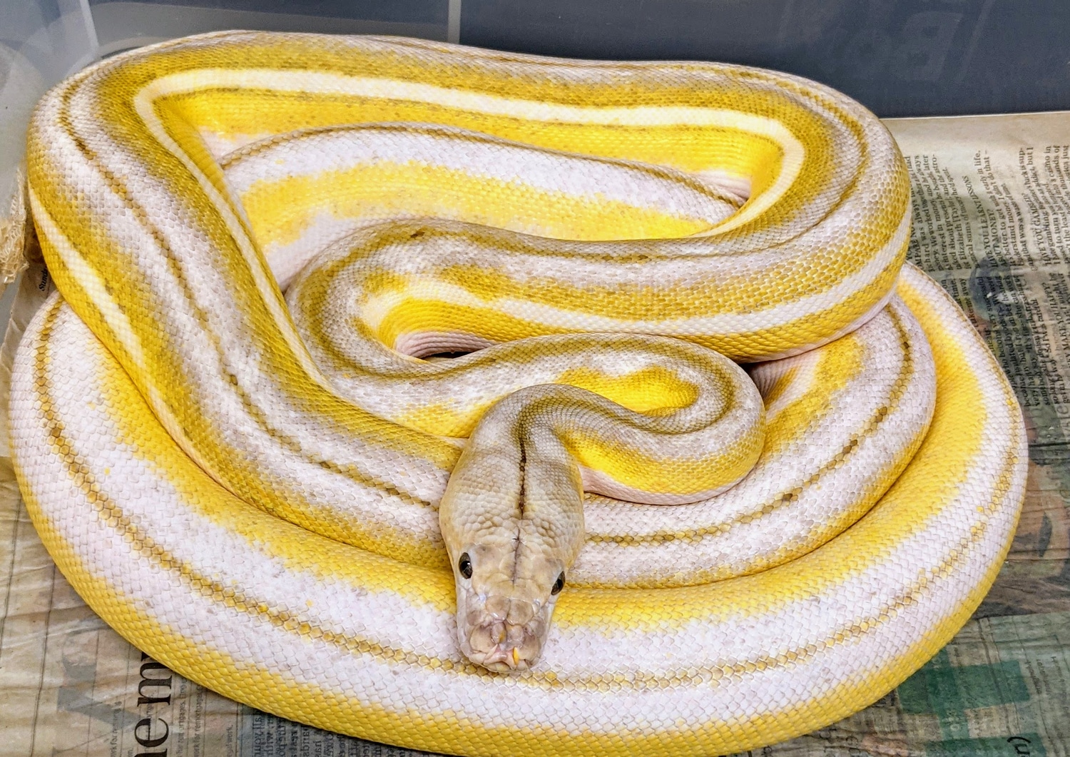 Reduced Must Go Citron (Possible Titanium) Super Sunfire Super Tiger ...