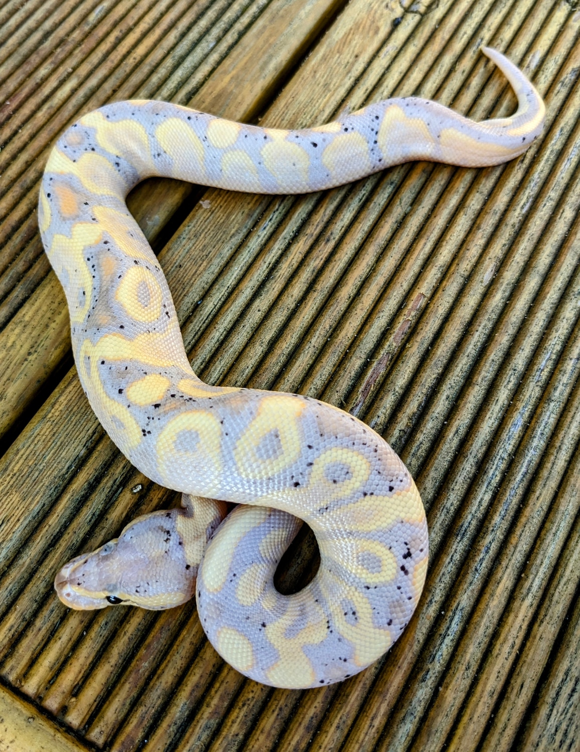 Banana Yellowbelly 100% Het VPI Axanthic, 50% Het Clown, PH Pied Ball ...