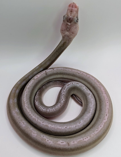 Rare Bacan Emeraldo Motley Reticulated Python by Stevo131 (and Bella)