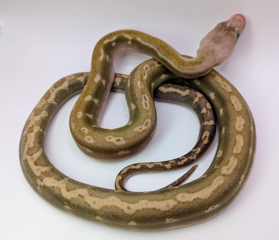 Super Bacan/ Emeraldo Reticulated Python by Stevo131 (and Bella)