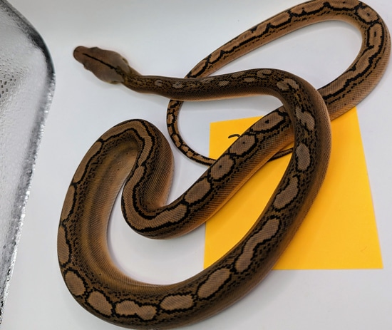 Motley Bacan Reticulated Python by Stevo131 (and Bella)