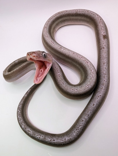 Rare Emeraldo Motley Reticulated Python by Stevo131 (and Bella)