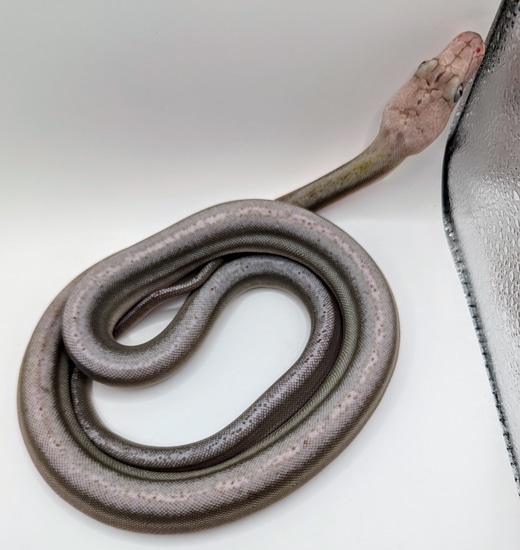 Emeraldo Motley Reticulated Python by Stevo131 (and Bella)