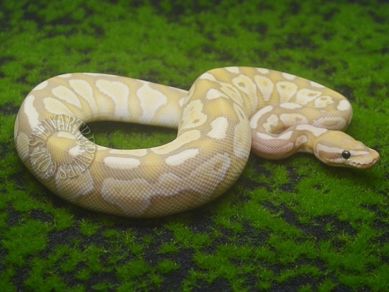 Hypo Coral Glow Lesser Ball Python by Stewart Reptiles